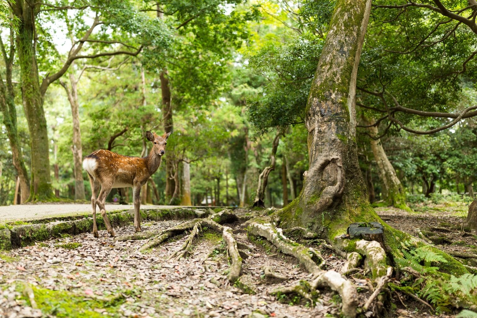 How to Identify the Best Hunting Spots - Hunter's World