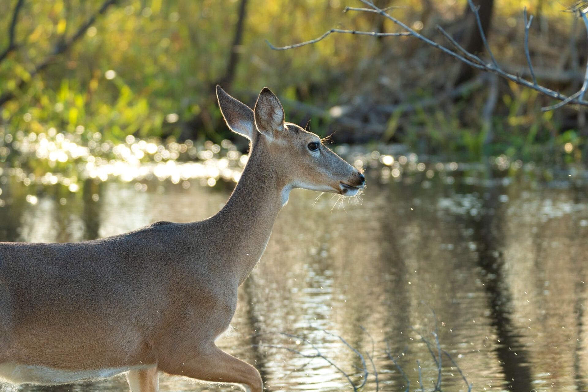 How Weather Impacts Deer Movement and Hunting Success - Hunter's World