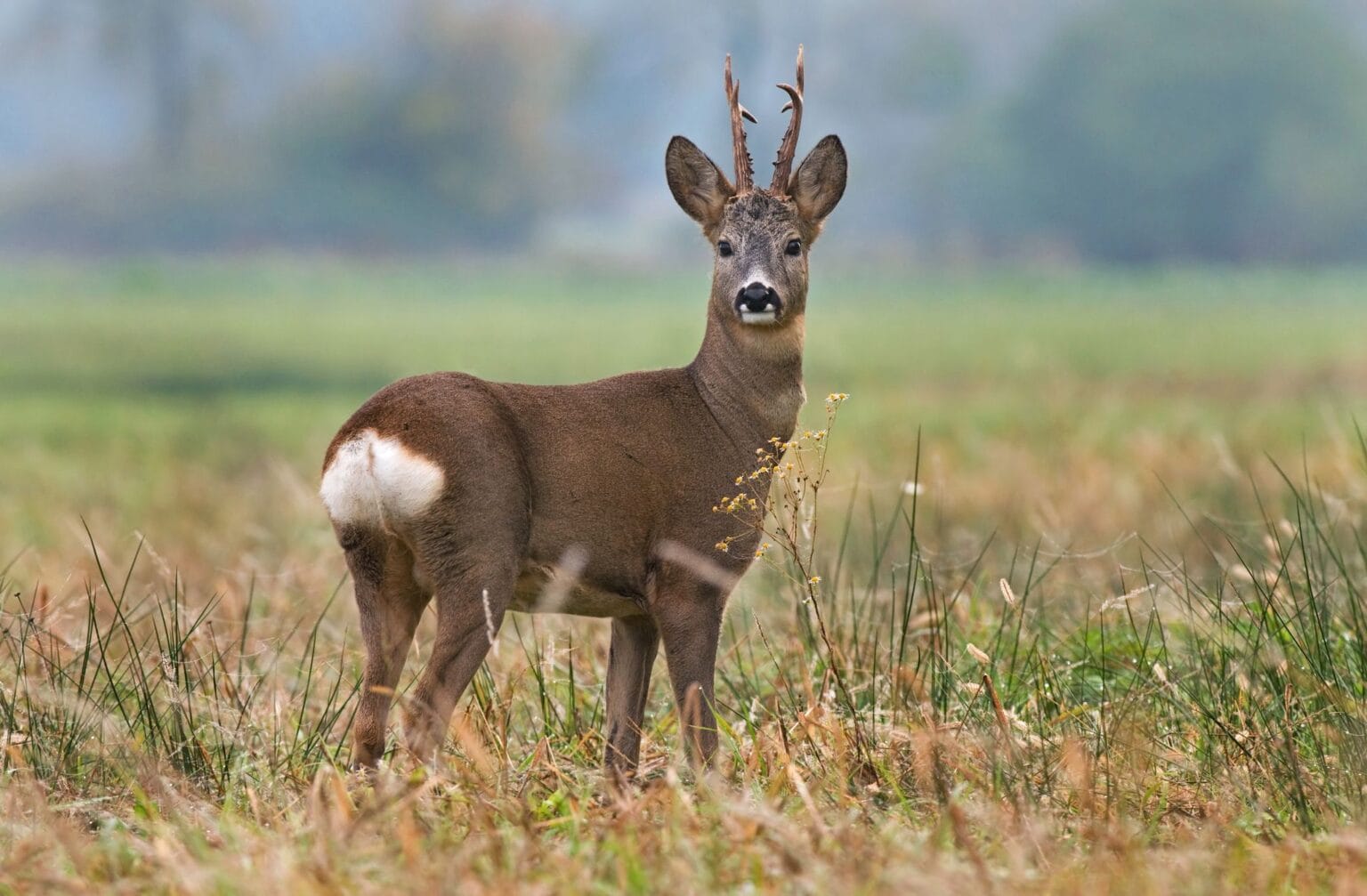 Scouting Deer: How to Read Signs and Tracks - Hunter's World