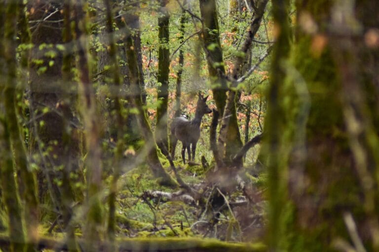 The Best Times of Day to Hunt Deer for Maximum Success - Hunter's World