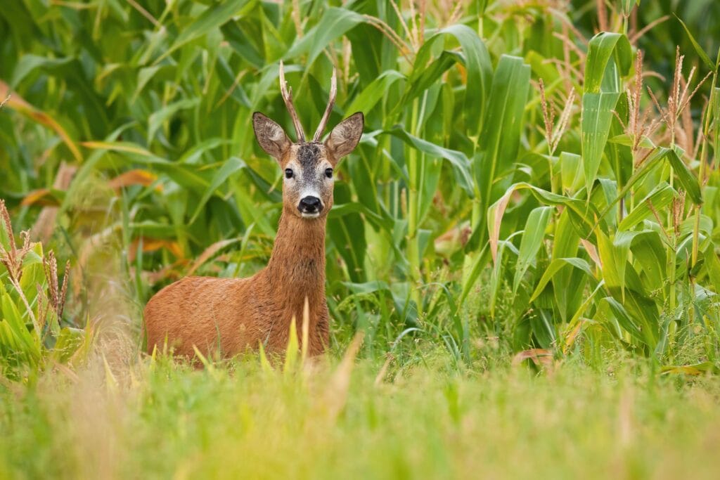 Best Food Plots to Attract Deer to Your Property - Hunter's World